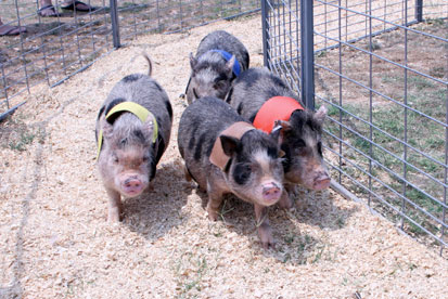 Got to be NC – THE NINTEENTH ANNUAL MASONIC CAROLINA PIG JIG™